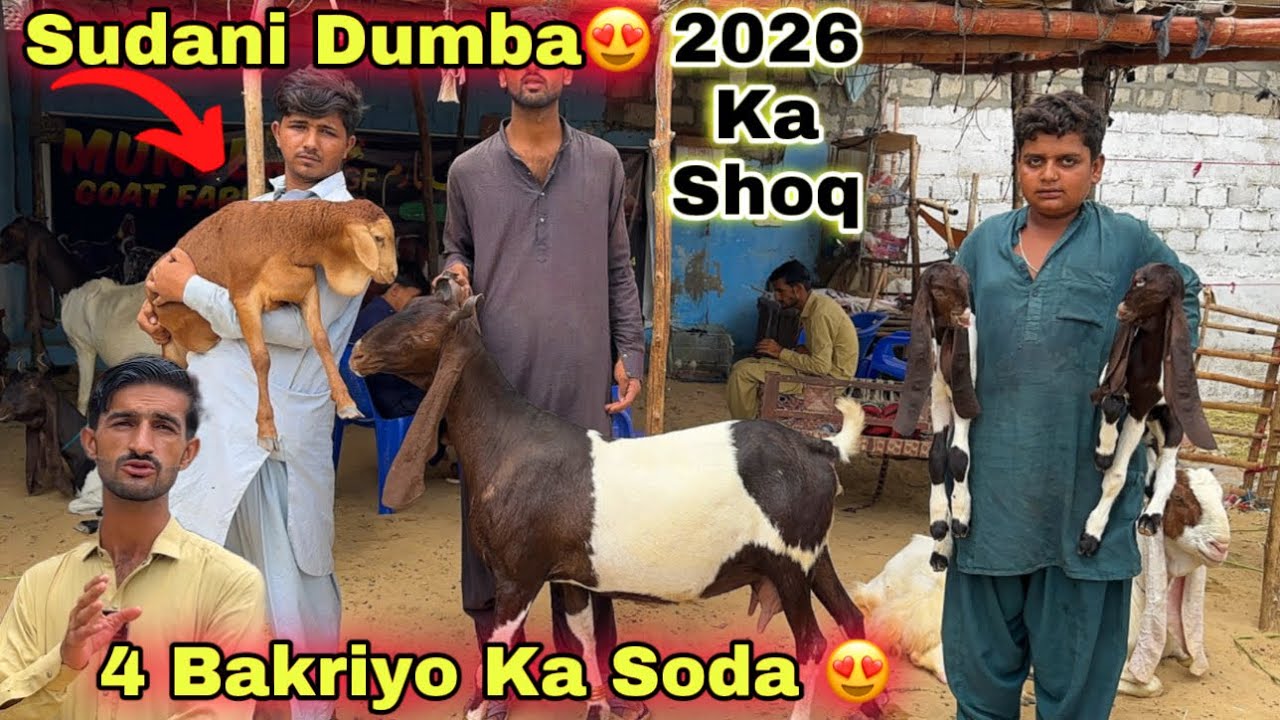 Muneer Goat Farm Sudani Dumba Or Ghulabi Pateri Bakriyan Le Aya 2026 Ka ...