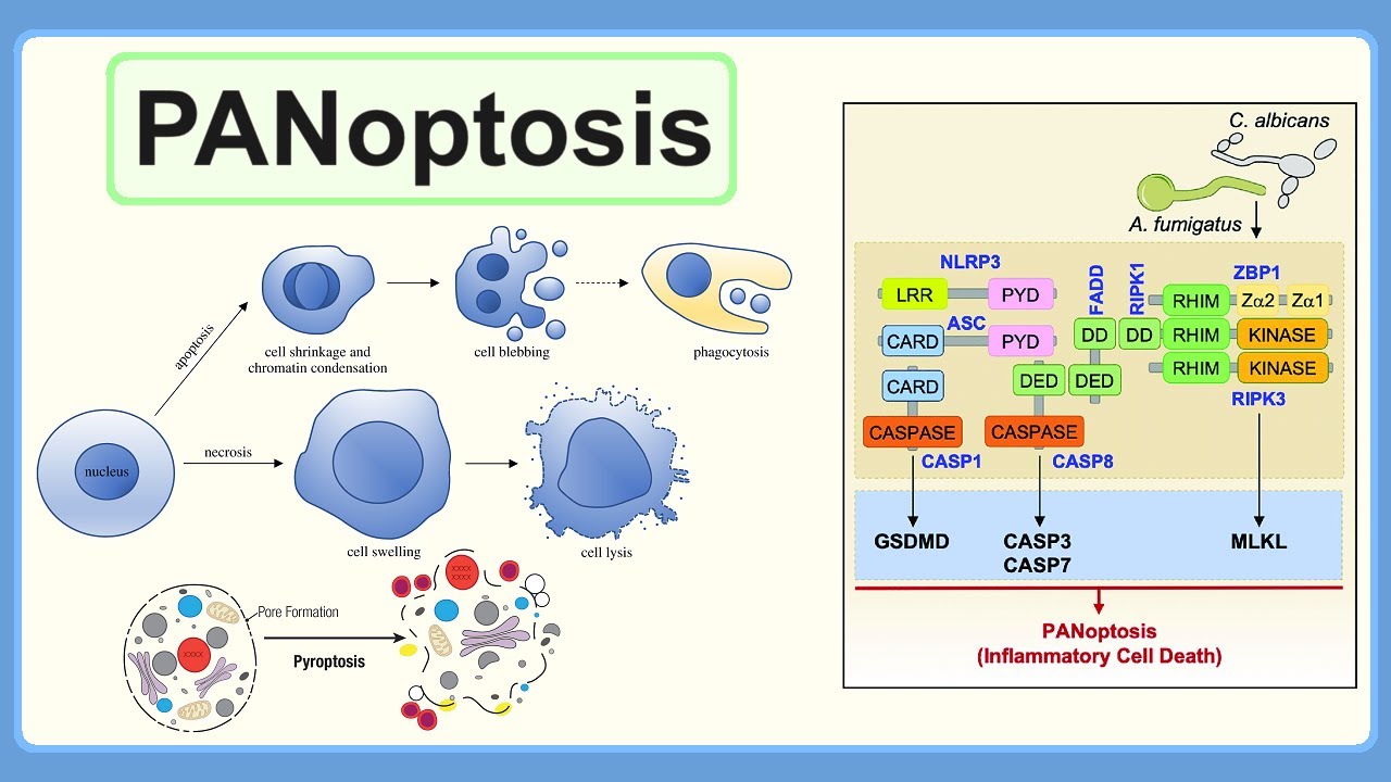 PANoptosis - YouTube