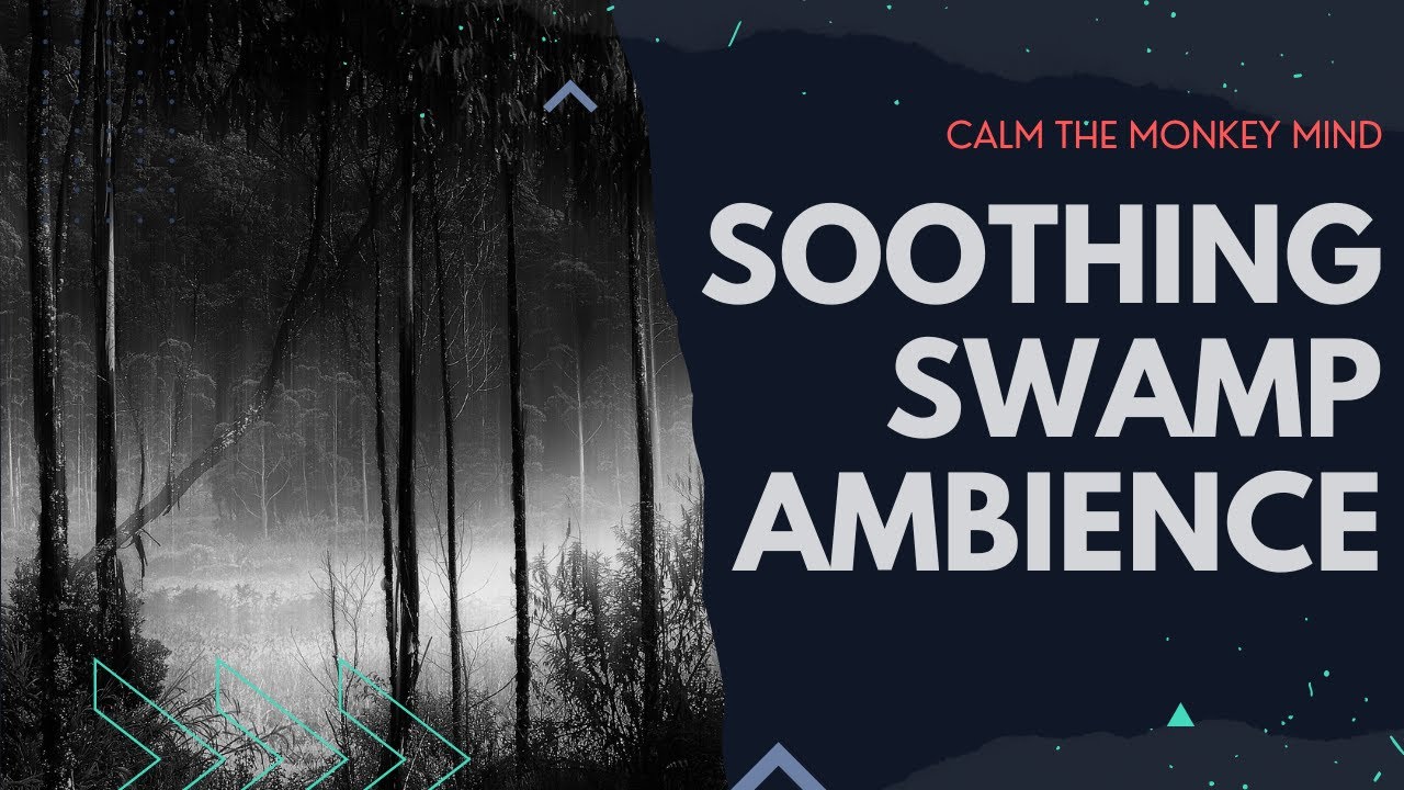 Swamp Ambience for relaxation and sleep 🦎 - YouTube