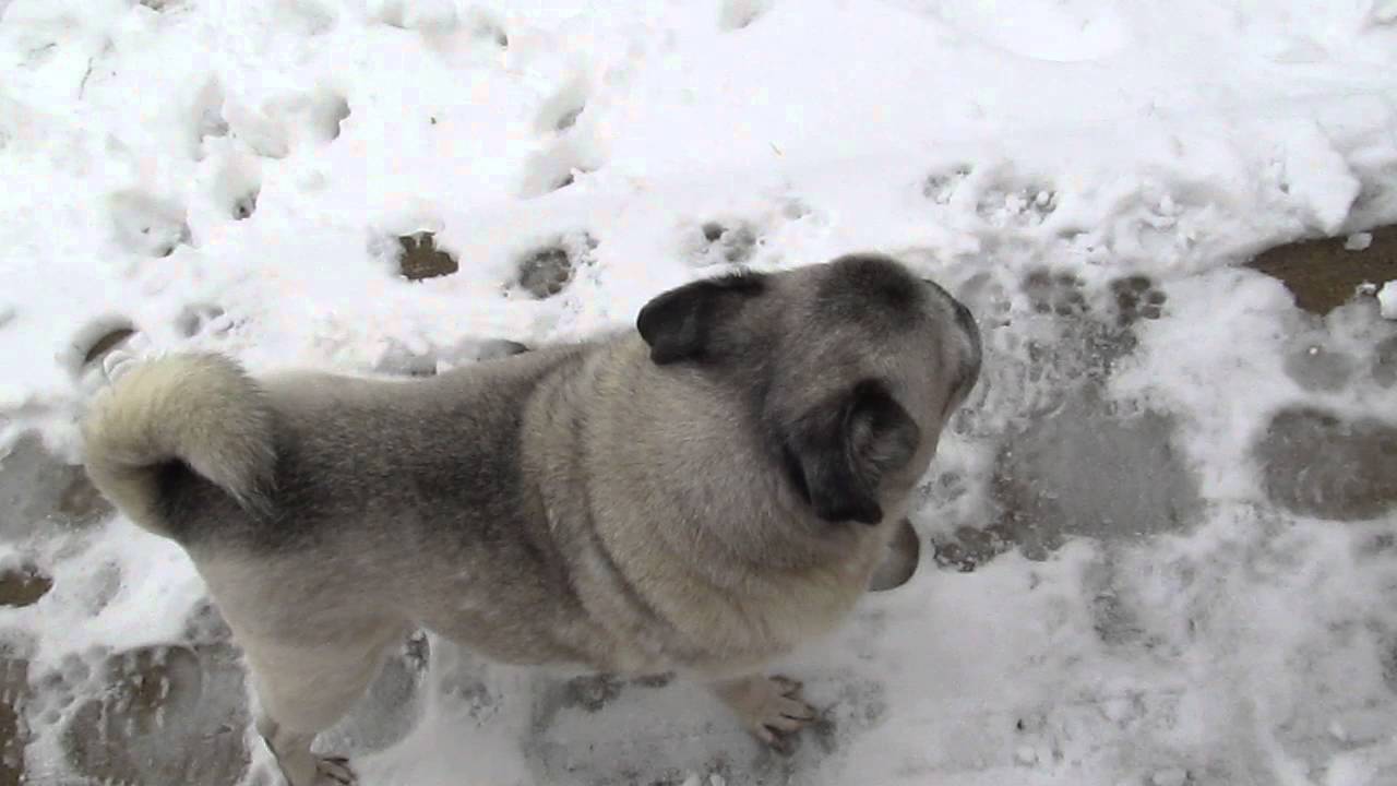 Snow Pug - YouTube