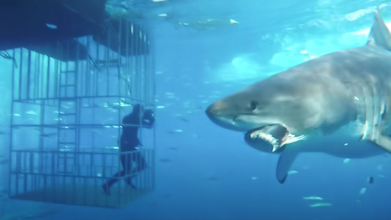 Photographer Spots Giant Bite Mark On Huge Great White Shark - YouTube