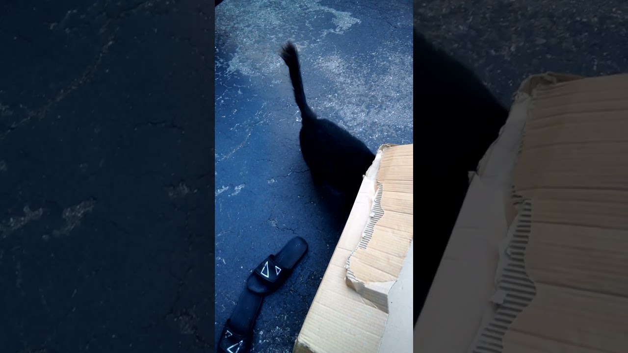 Black cat is a symbol of Anarcho-Syndicalism! Cat in a huge box. Cerna ...