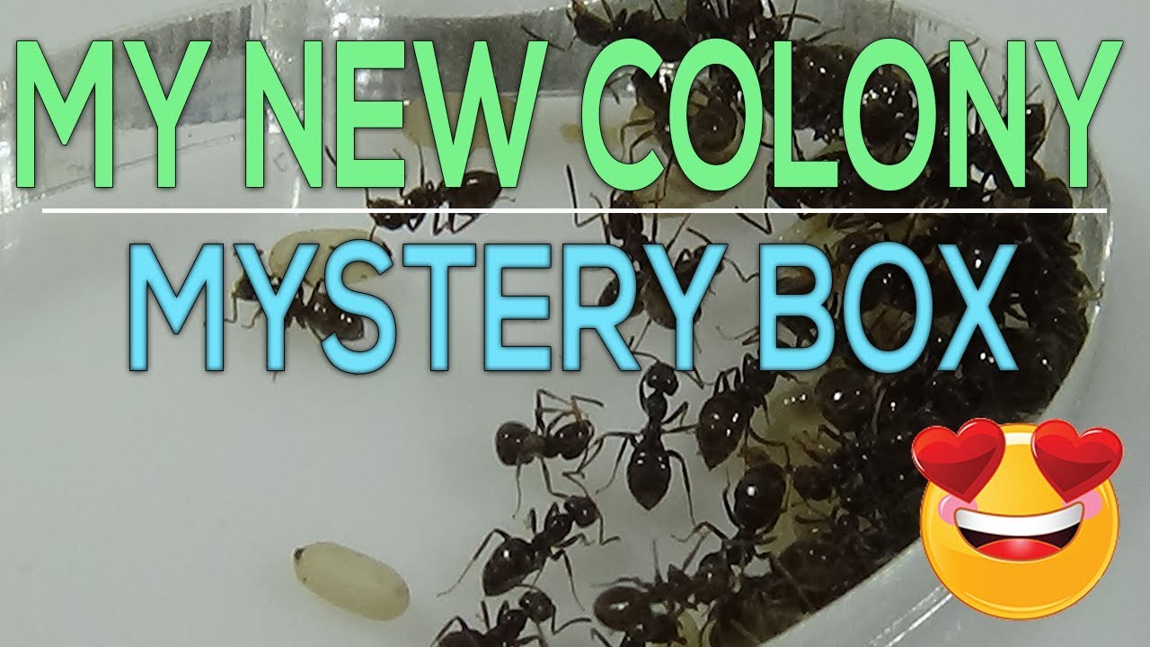 MY NEW ANT COLONY MYSTERY BOX OPENING - YouTube