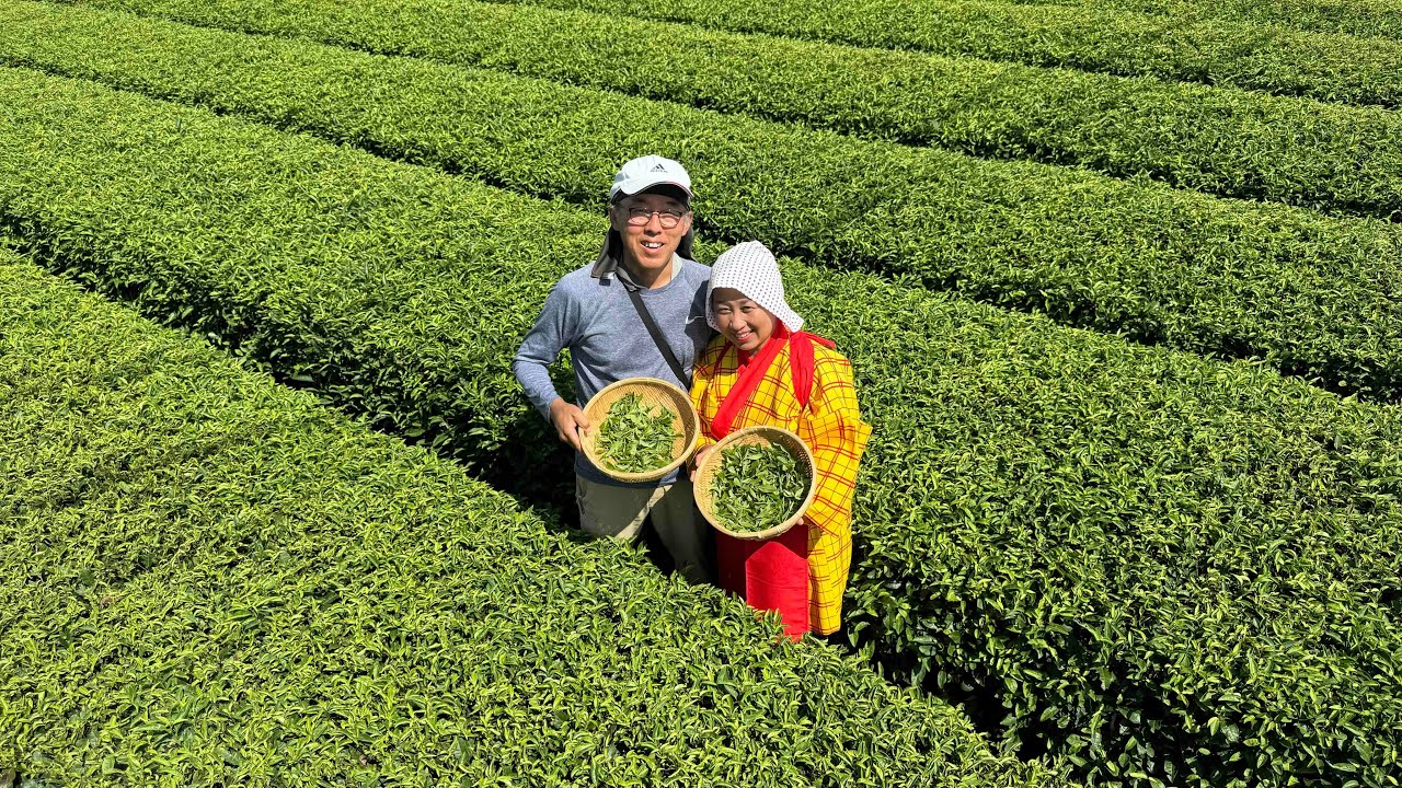 Visiting green tea farm in Japan - YouTube