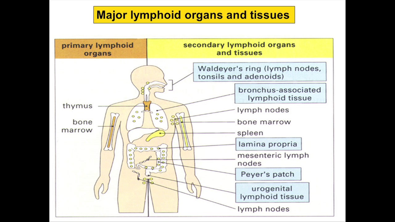 STEM Lecture Series at San Diego Mesa College featuring Dr. Carl Ware ...