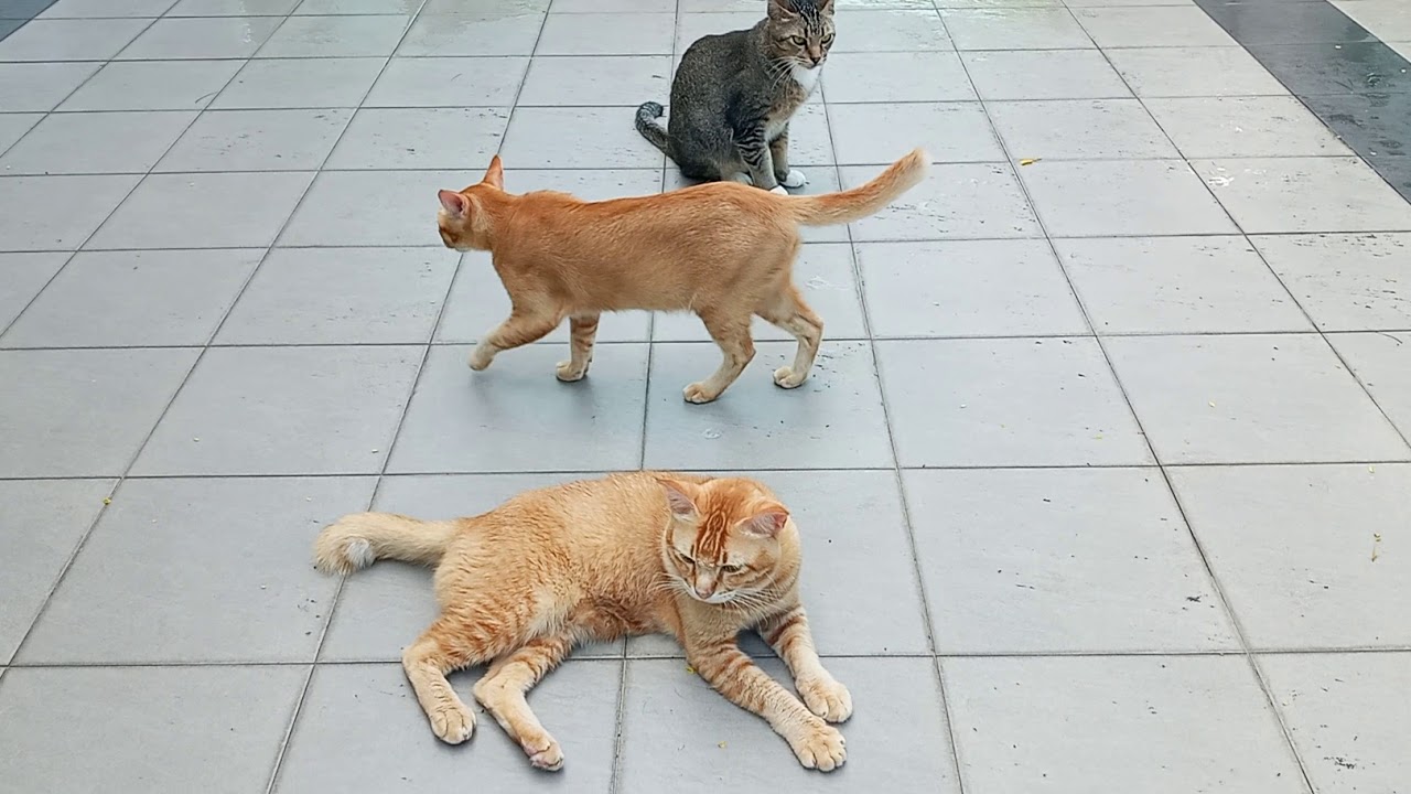 Time Machine Cats !!!! Longest Daily Cat's Story . - YouTube