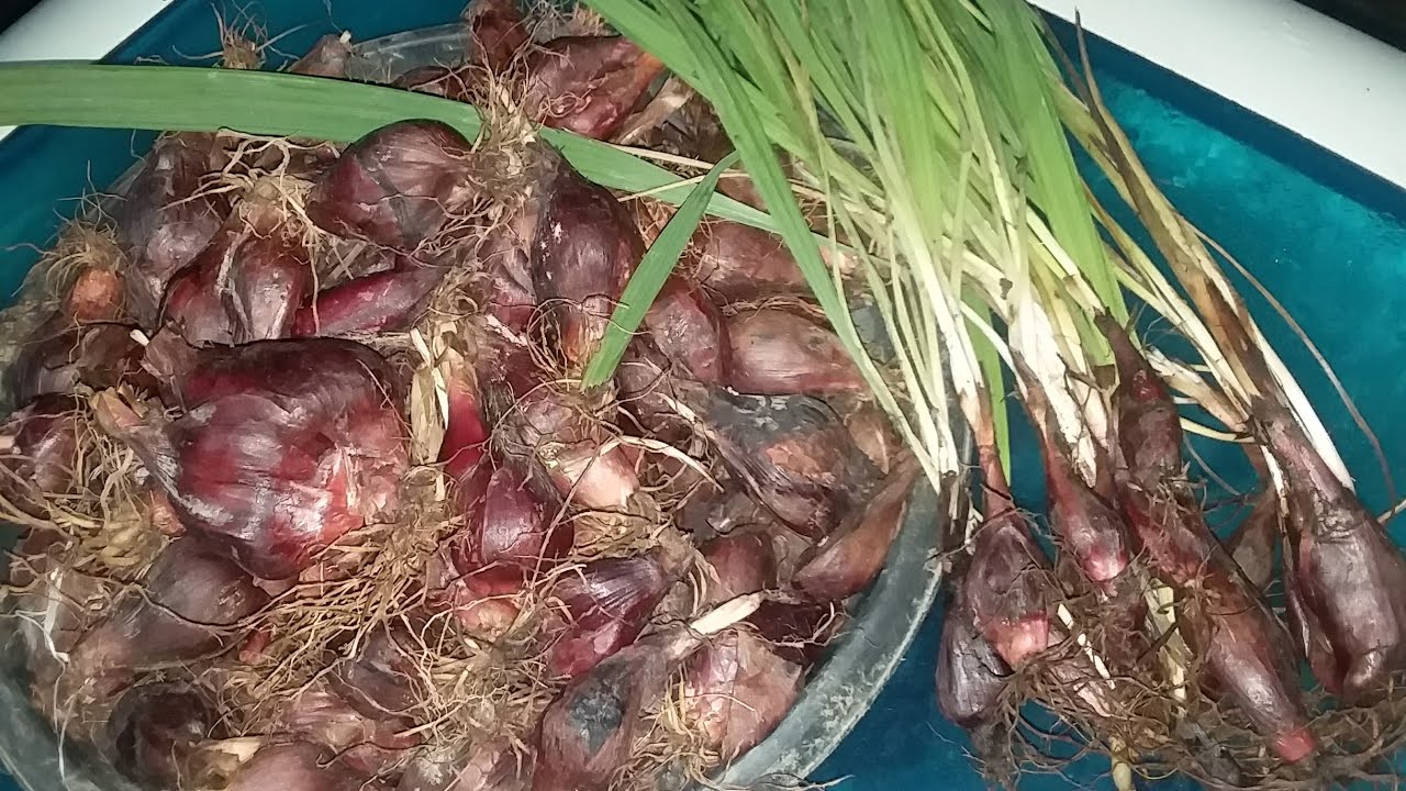 Sibuyas - Sibuyasan (Sibuyas na ligaw) - Gamot sa Migraine, Pigsa, at ...