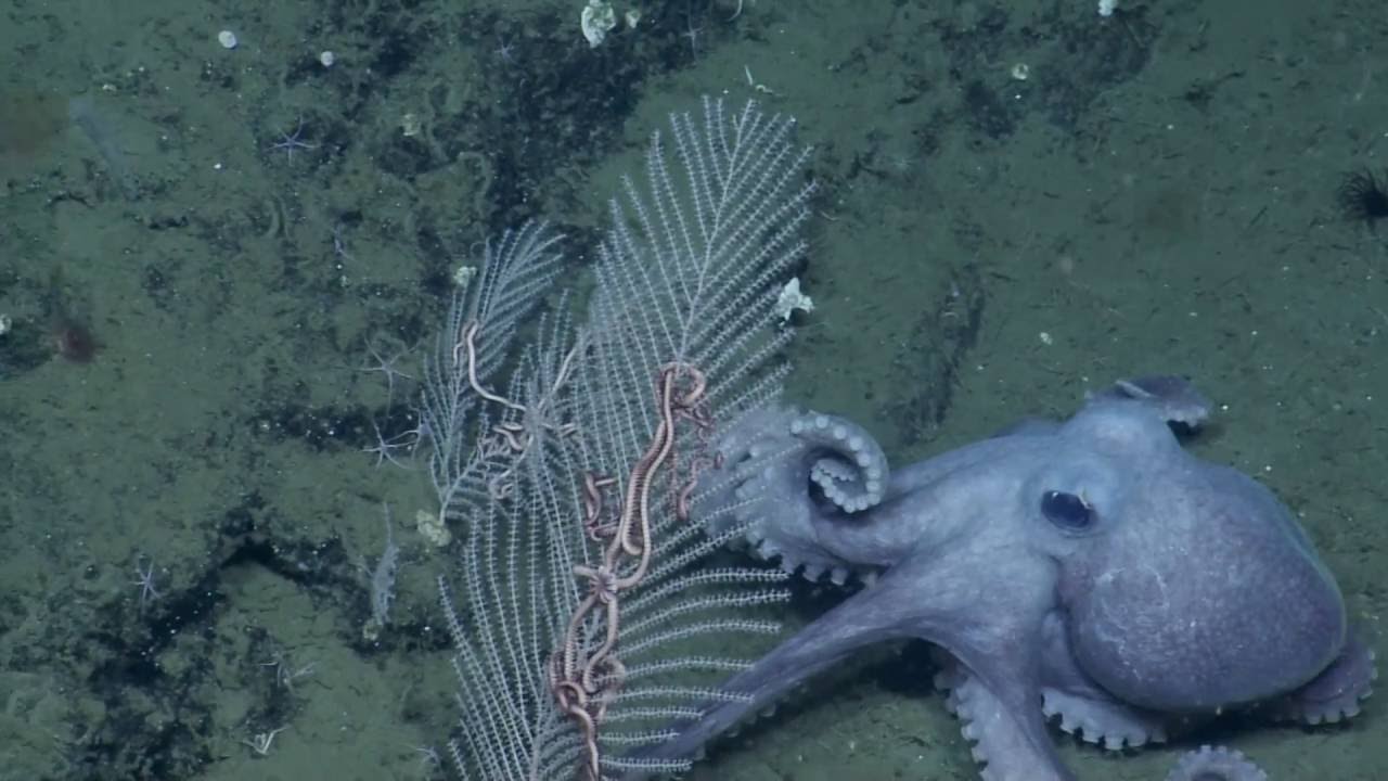 'Octomoms' on Edge: Fascinating Brooding Octopods | Nautilus Live - YouTube