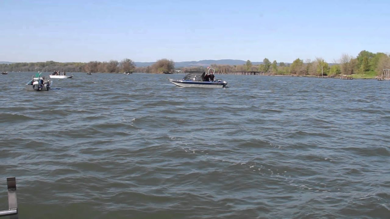 Multnomah Channel Sea Lion takes another Spring Chinook. - YouTube