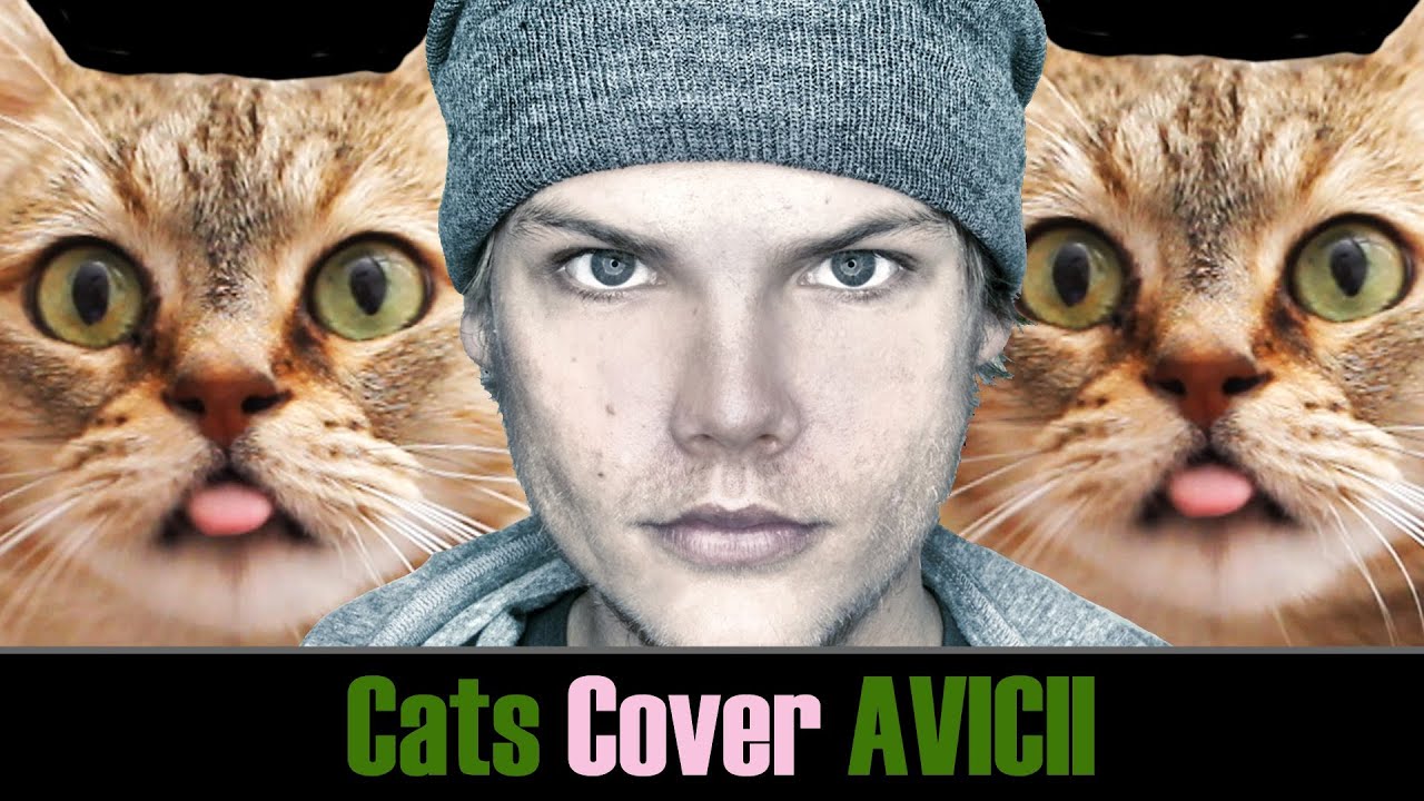 Avicii - Wake Me Up - Cats Cover - YouTube Music