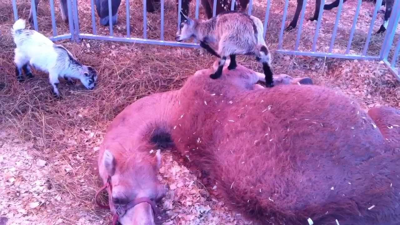 SO CUTE!! Baby Goat jumping on Sleeping Camel.. - YouTube