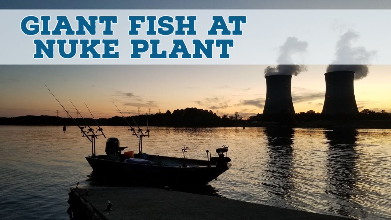 Giant Fish at Nuclear Power Plant - YouTube