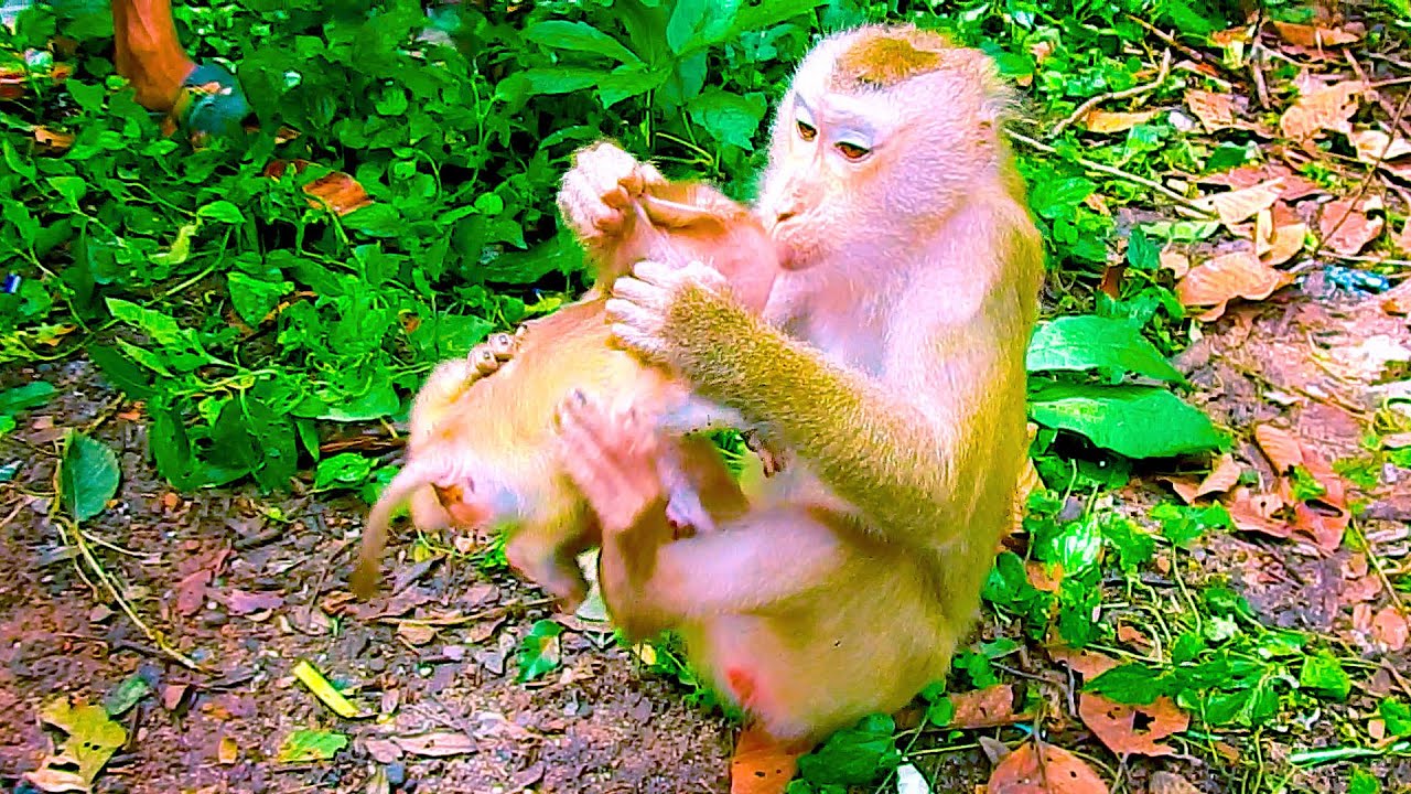 Innocent Baby Monkey Left Without Nourishment by Mother 3 - YouTube