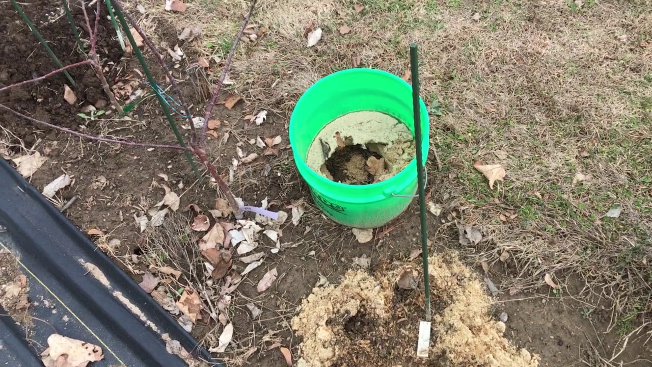 Apple Rootstock Propagation 2-3-2020 - YouTube