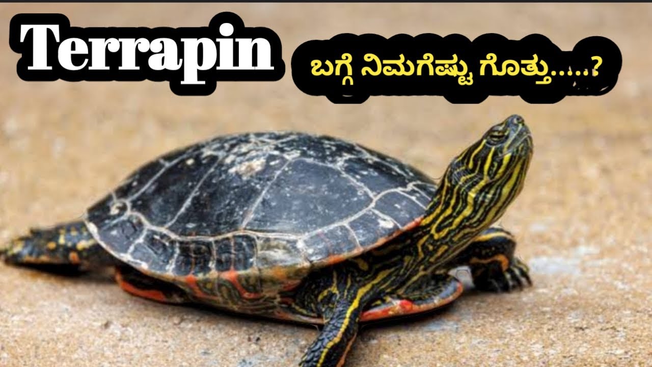Terrapin Fact Life | Birds Of Paradise | Bengaluru - YouTube