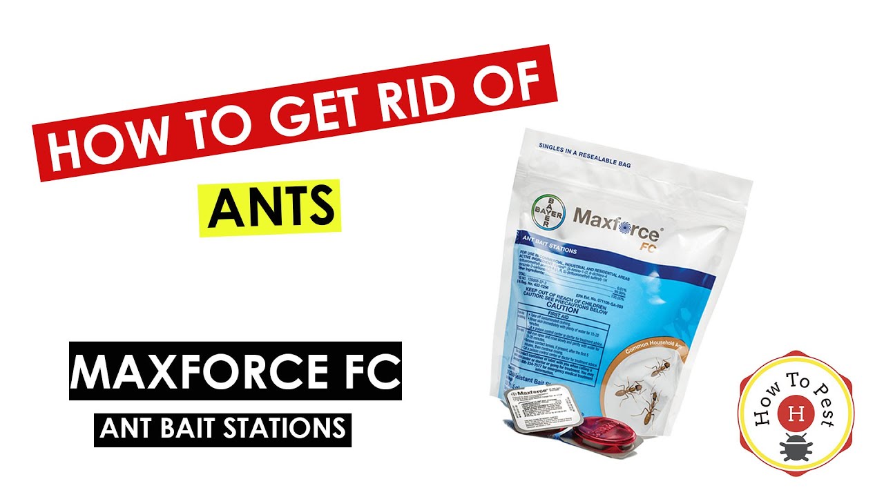 How to Get Rid of Ants FAST | Maxforce FC Ant Bait Stations Tutorial ...