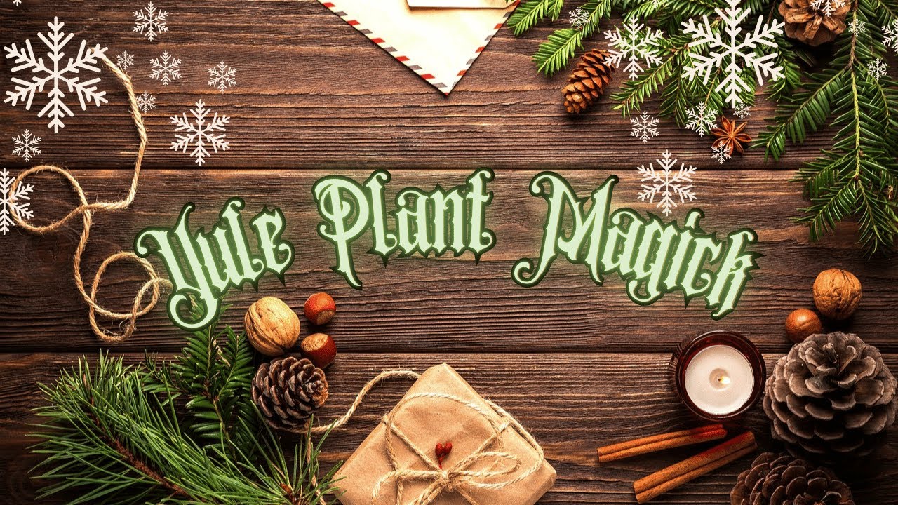 Sacred Plant for Yule🎄Holly, Ivy and more... - YouTube