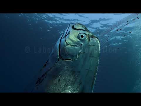 Web série Un Océan de vie - Le Régalec - YouTube