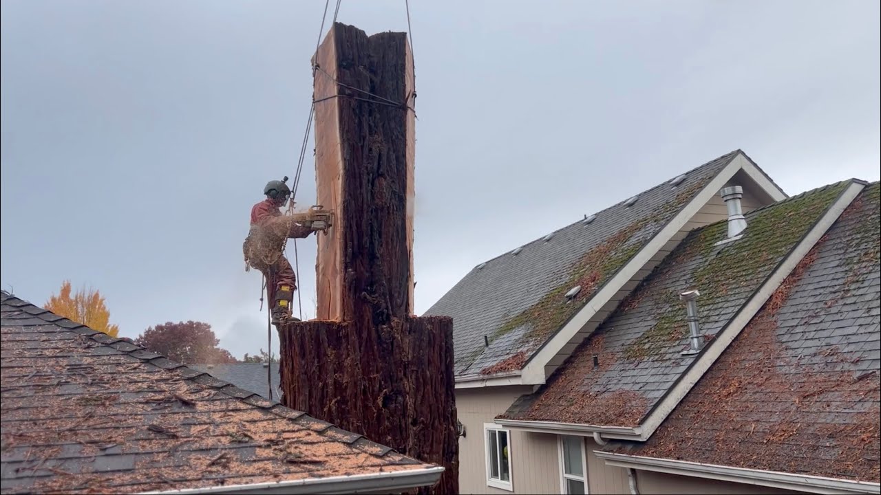 Cutting Down a Giant Redwood: High-Stakes Tree Removal Between Houses ...