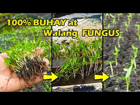 v194: Sigurado ang Punla pag Pinagsama ang Traditional at Modernong ...