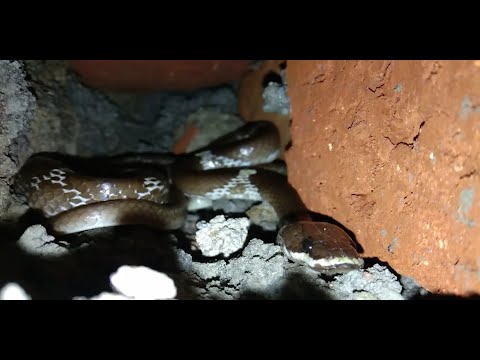 #SnakesOfIndia #CommonWolfSnake #SnakeVideo Rescue Common Wolf Snake at Kolivali Gaon Kalyan West.
