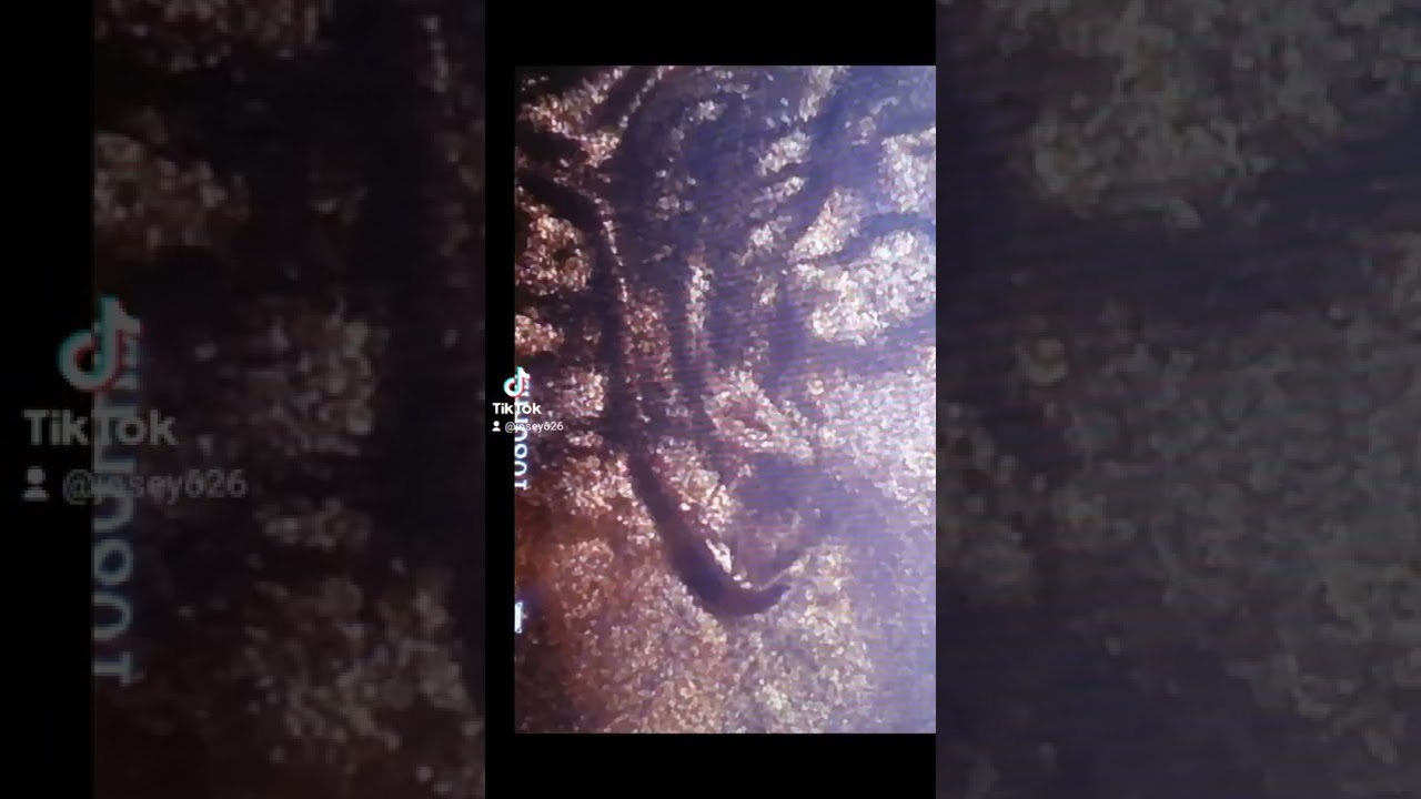 @ This might be a double ear lobe,am not sure. - YouTube