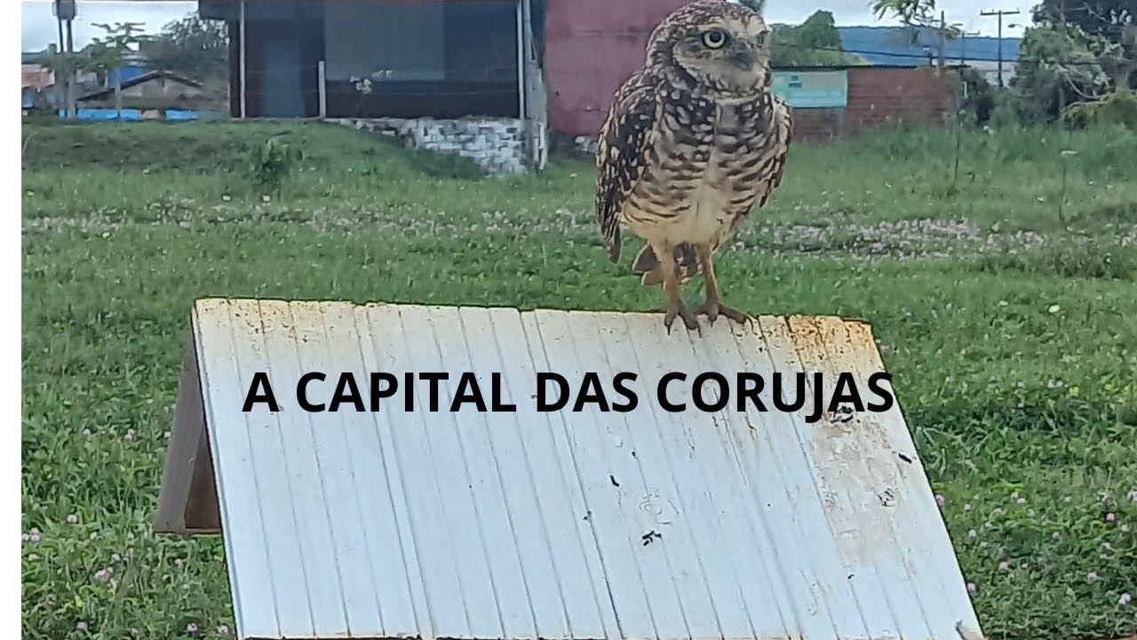PALMAS A CAPITAL DAS CORUJAS - YouTube
