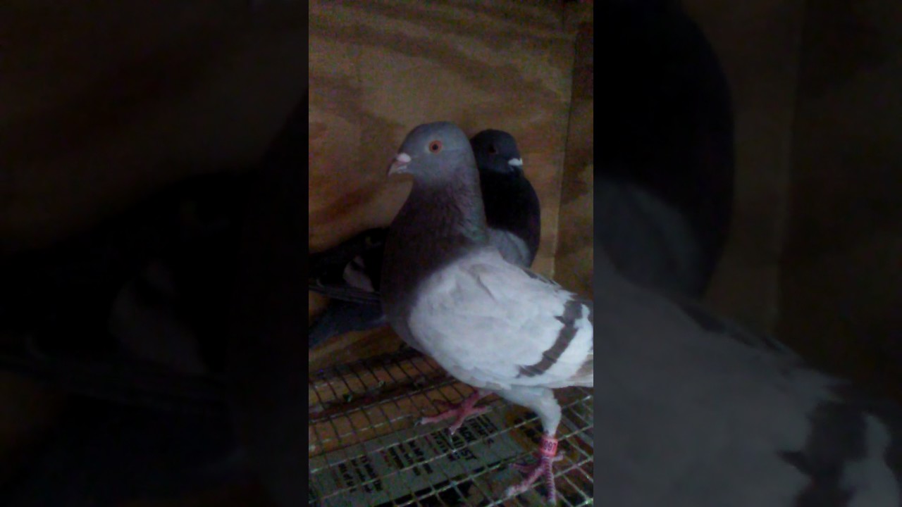 A la venta palomas buchonas cubanas - YouTube