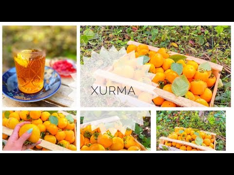 Xurma agaclari😍xurma derdik😮Nenem bize colpa bisirdi😋ve cox gozel sufre acdiq😍murebbeli cayla☺️