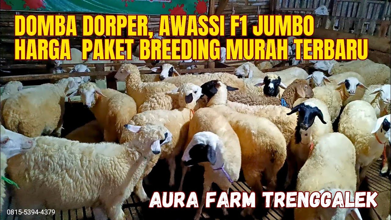 DOMBA DORPER & AWASSI JUMBO, HARGA PAKET BREEDING DOMBA MURAH TERBARU ️ ...