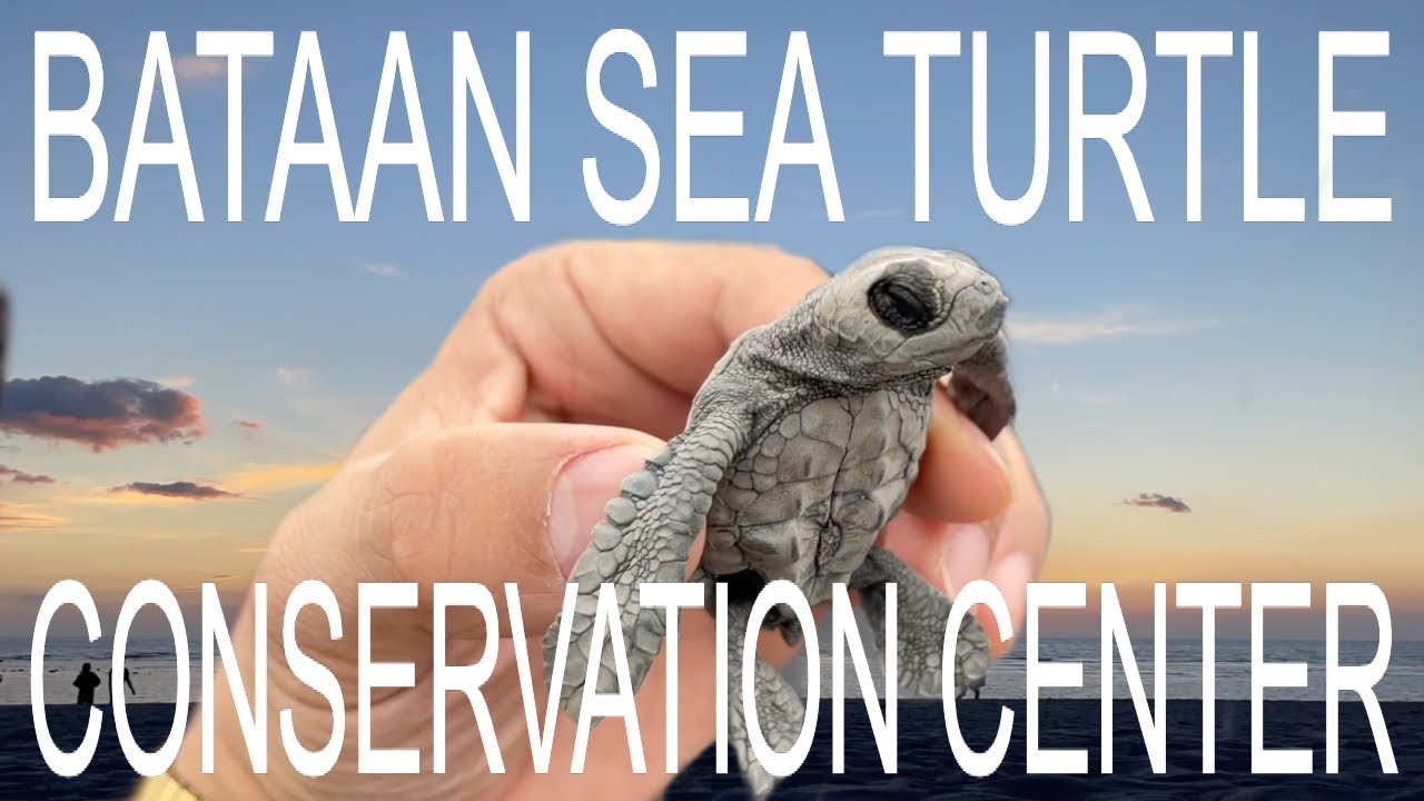 WE RELEASED BABY SEA TURTLES AT THE BATAAN PAWIKAN CONSERVATION CENTER ...