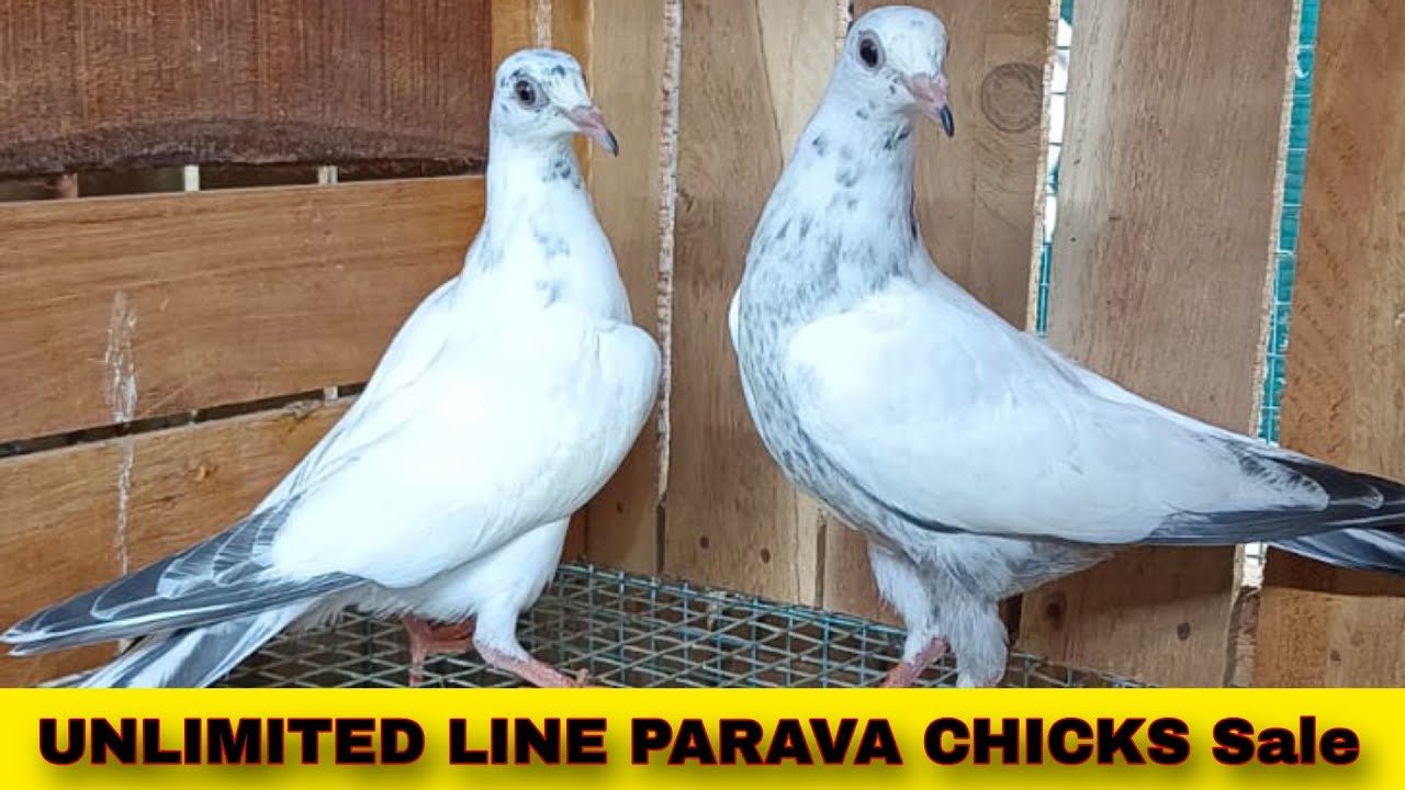Parava chicks for sale | 6374370483 | Unlimited line birds sale | pair ...