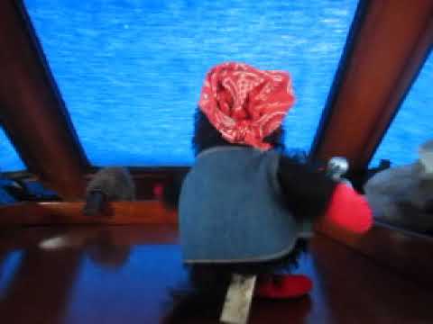 Love Machine Monkey - YouTube