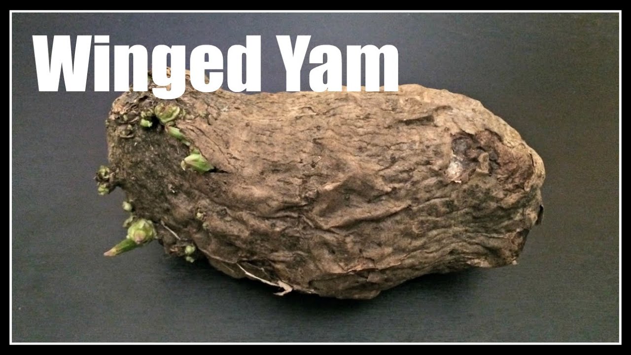 Winged Yam
