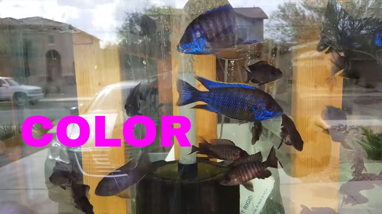 Why Are my Fish Losing Color? - YouTube