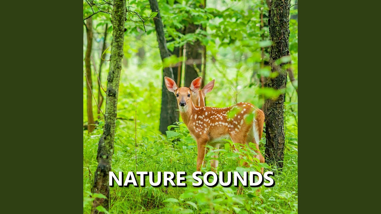 Distinct Outdoor Nature Sounds - YouTube