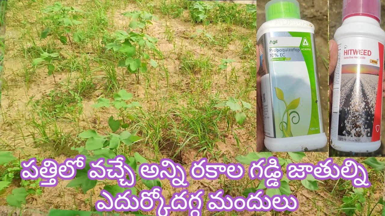 అన్ని పంటల్లో కలుపు మాయం | Adama Agil HITWEED Selective Herbicide - YouTube