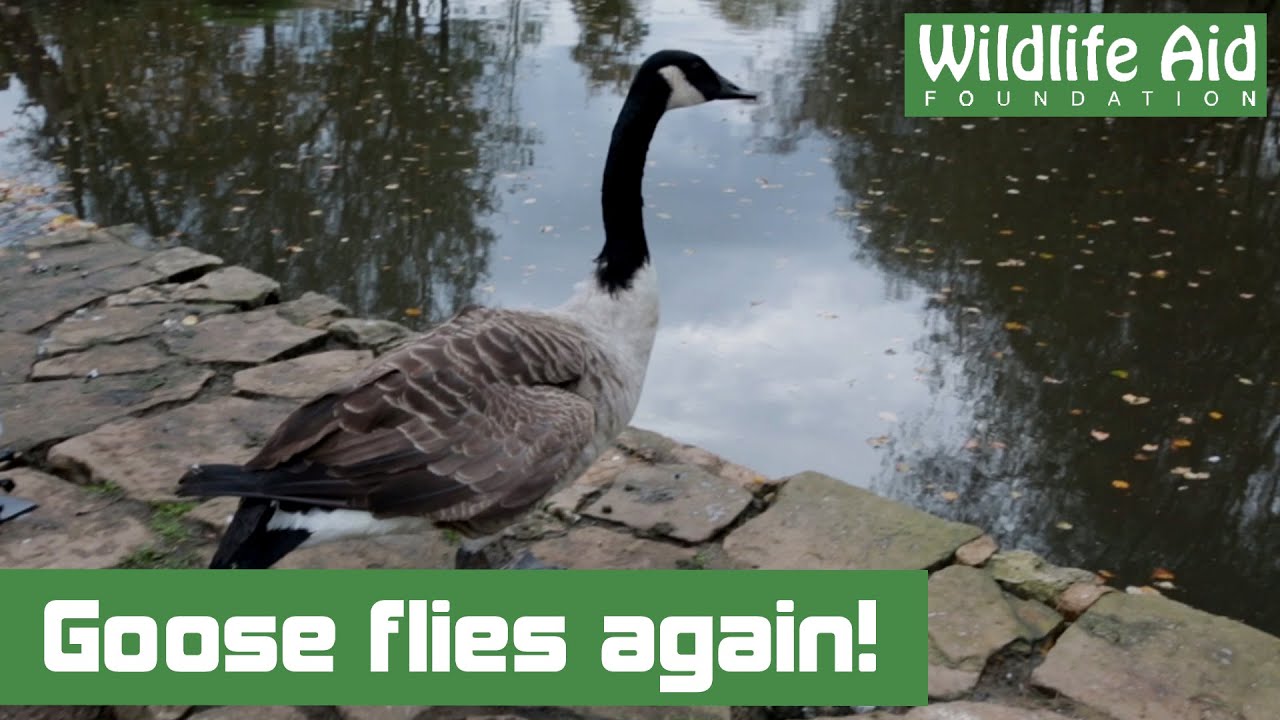 Canada Goose with shattered wing flies again! - YouTube