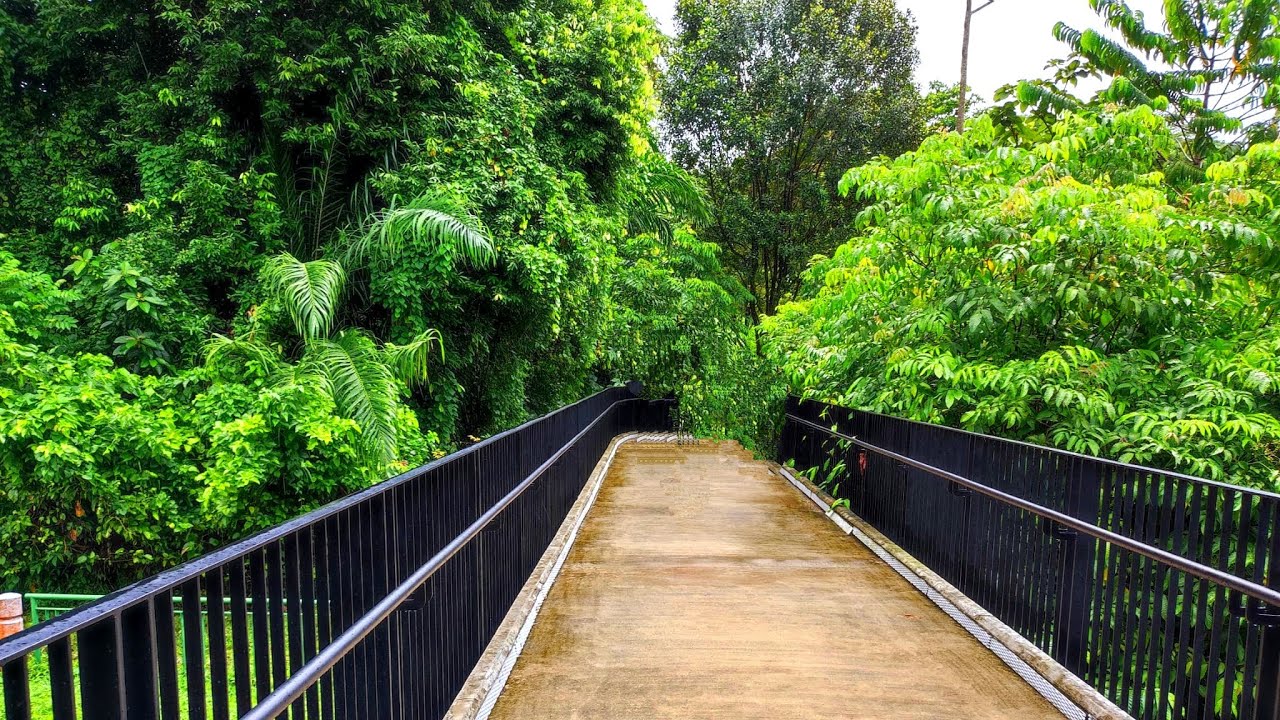 Springleaf Nature Park Singapore Walking Tour - YouTube
