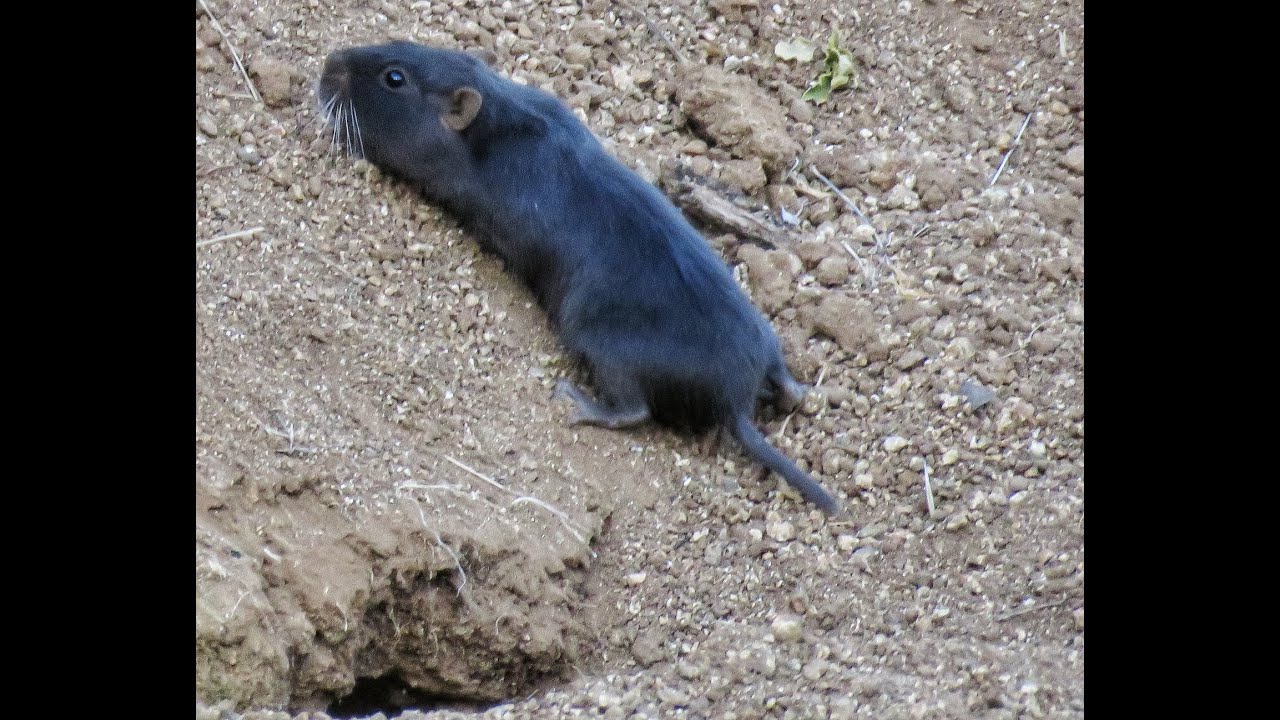 CURURO (Spalacopus cyanus) Trabajando en plena mañana - YouTube
