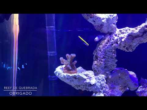 GOBY NEON AMARELO / NEON YELLOW GOBY - AQUÁRIO MARINHO NANO REEF 90L ...