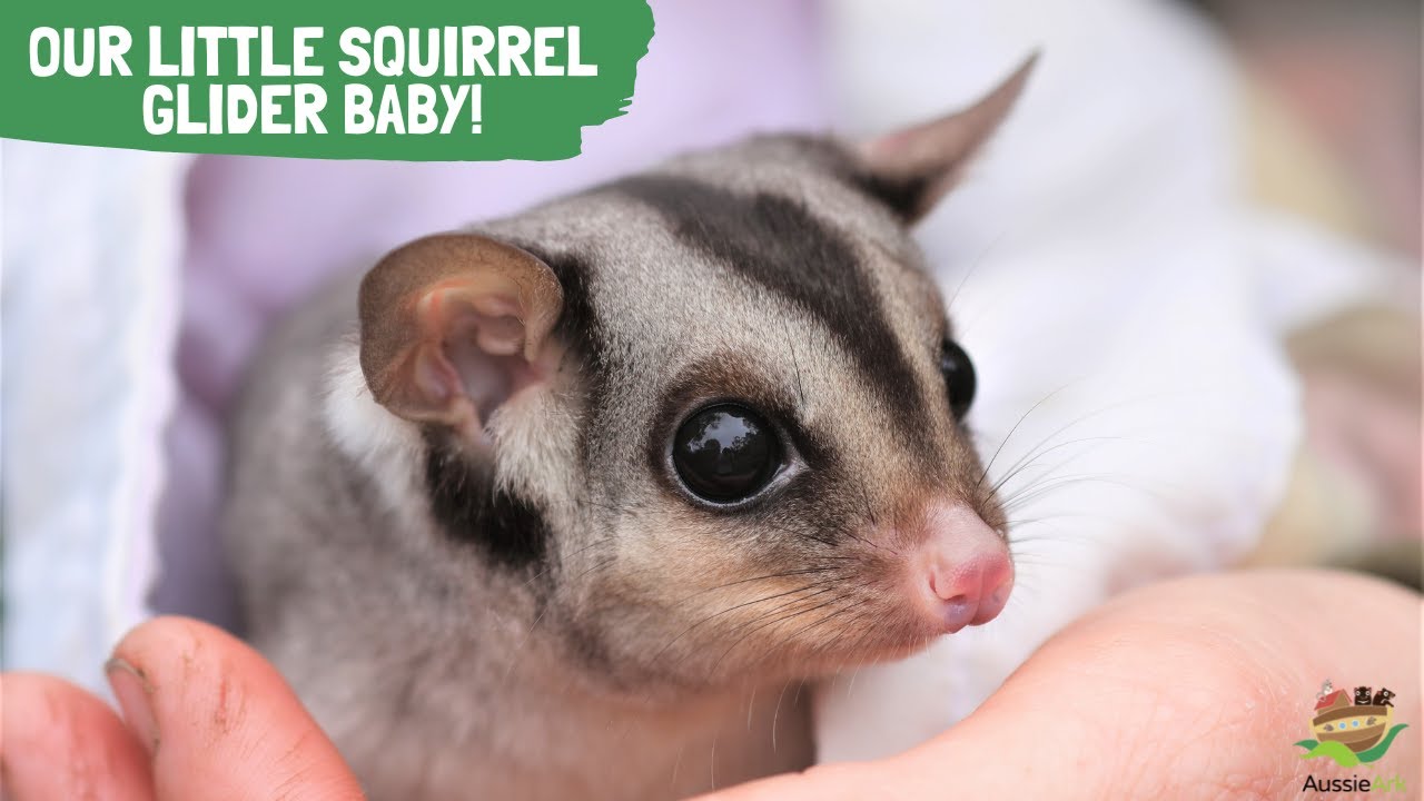 SQUIRREL GLIDER BABY! - YouTube