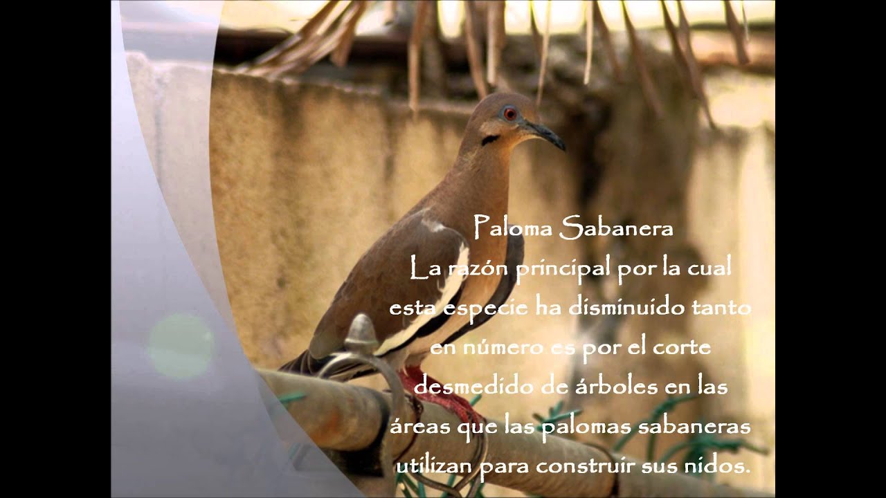 Animales en peligro de extición en PR - YouTube