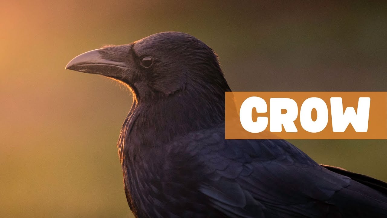 CROWS: MASTERS OF INTELLIGENCE AND ADAPTATION - YouTube