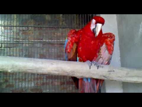 Scarlet Macaw Male aggression - YouTube