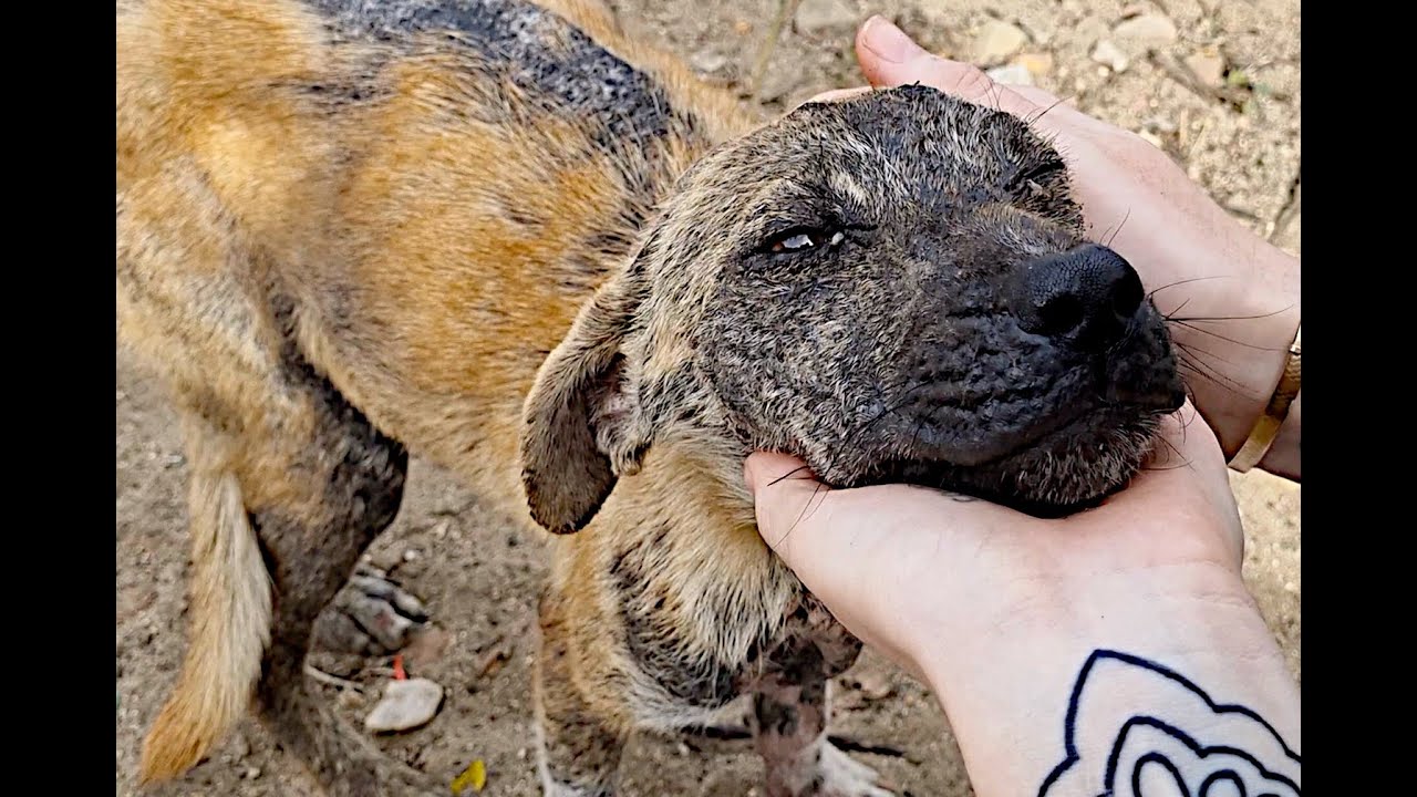 Can You Change a Township Dog's Life Today? - YouTube