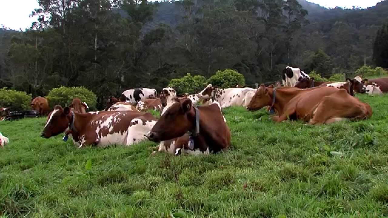 Ganado Ayrshire - Rojo Sueco - Tv agro By Juan Gonzalo Angel - YouTube