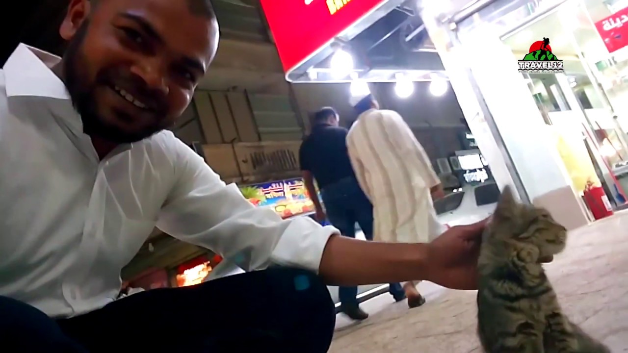 Cat at prophet Mohammed's city Medina | মদিনার বিড়াল - YouTube