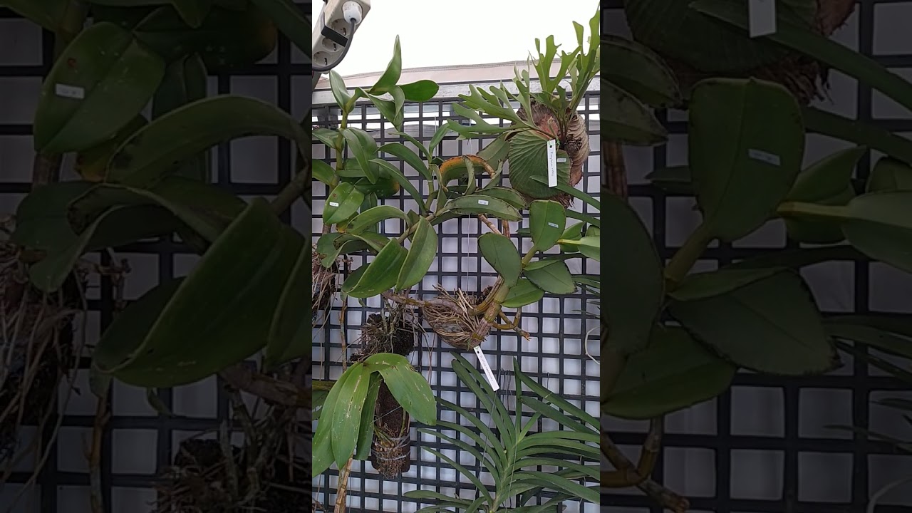 Anggrek Besi, Batu Shining Orchid Week 2021 - YouTube