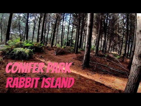 4K - Conifer Park, Rabbit Island, New Zealand, June 2022 - YouTube
